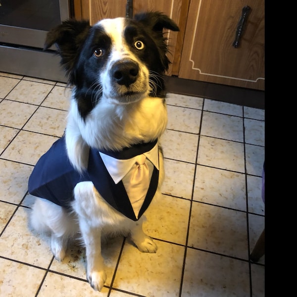 Blue Formal Dog Tuxedo, Dog Wedding Tuxedo , Dog Attire , Pet Clothing ...