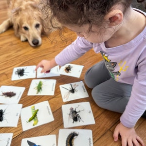 Dinosaur Fossil Identification Cards - Etsy