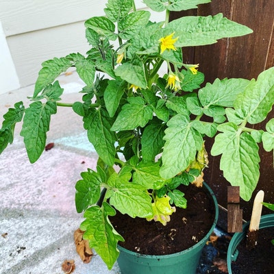 Tiny Tim Miniature Heirloom Tomato, 15 Seeds, Teeny Fruit, Patio Plant ...