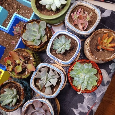 4 Pot of Variegated Christmas Cactus Schlumbergera Rare - Etsy