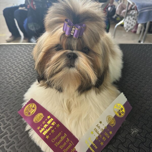 Dog Bows and More stunning in Red Shih Tzu, Yorkshire Terrier, Biewer ...