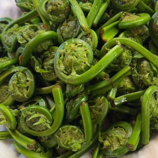 Wildcrafted Periwinkle Tincture - Etsy