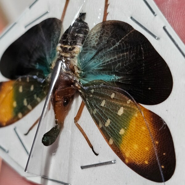 Real Blue Lanternfly, Pyrops Gunjii, Open Wings for All Your Taxidermy ...