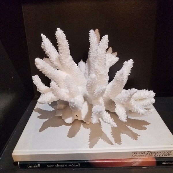 Real Coral White Finger Horn Coral Reef Natural 9 to 14 1/2 " Inch Sea ...