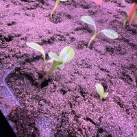 Dancing Rose Seeds perennial authentic Seeds-flowers organic. Non Gmo ...