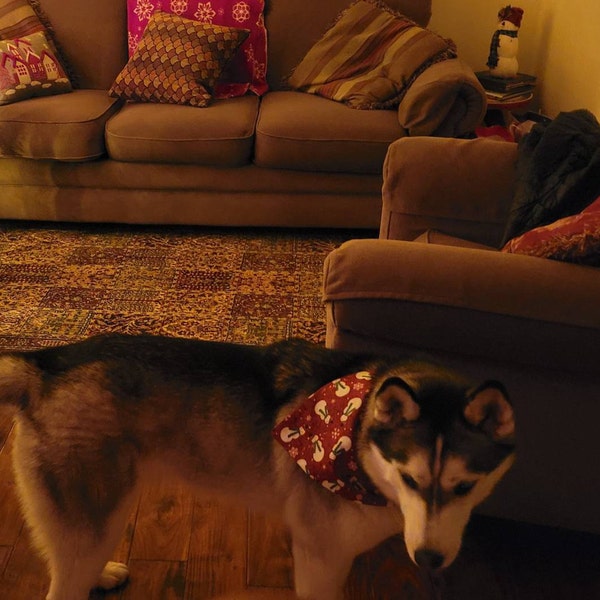 Over the Collar Reversible Dog Bandana - Wisconsin Badgers, Milwaukee ...