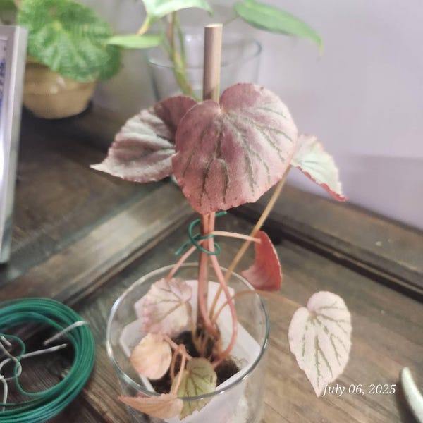 Mini Greenhouse | Acrylic Clear Plant Propogation Box - Etsy
