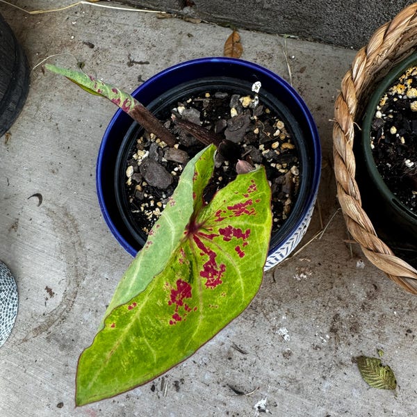Caladium Bulb 'raspberry Moon' size 22bulbs Size 11 Bulb Larger 2024 ...