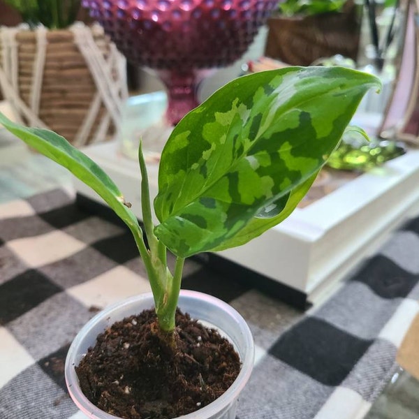 Aglaonema Pictum Tricolor 3 Starter Plant ALL Plants Require You to Purchase ANY 2 Plants - Etsy