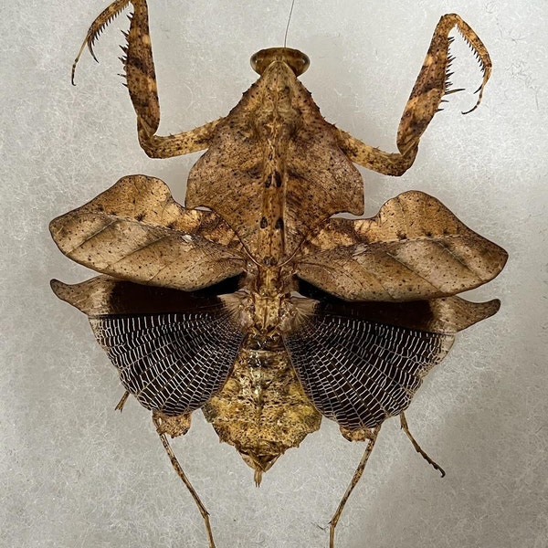 Riker Display Case Mount 6 X 8 X 3/4 With RED FELT for Collectibles ...