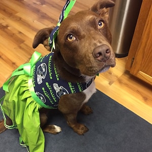 Seattle Seahawks Dog Dress, Dog Tutu Dress, Seattle Seahawks Tulle Dog ...