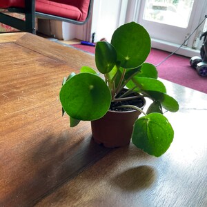 Baby Chinese Money Plant/pilea Peperomioides/mini House Plant | Etsy UK