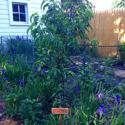 PEACHES Sign, Outdoor Sign, Yard Art, Garden Marker, Fruit Tree Sign ...