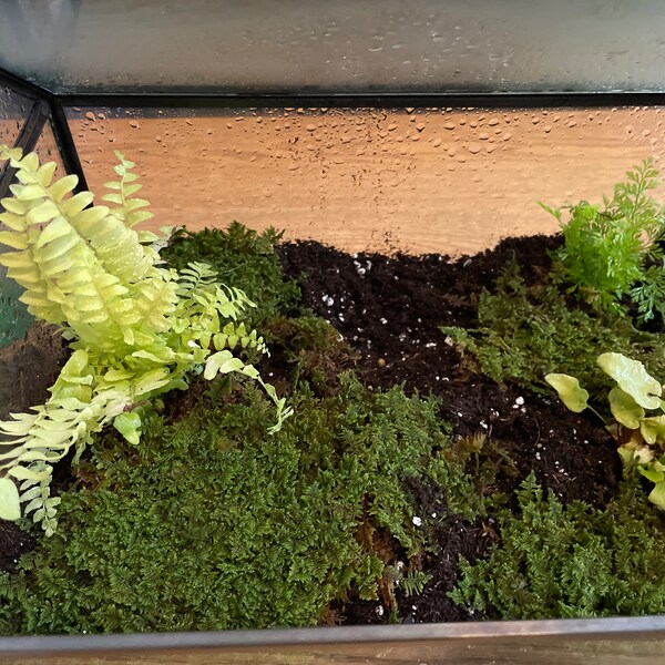 High Quality Sheet Moss/brocade Moss (hypnum Imponens ) WASHED, No Bugs ...