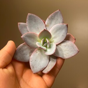 Echeveria Caviar/ Pachyphytum Caviar Imported Succulent - Etsy