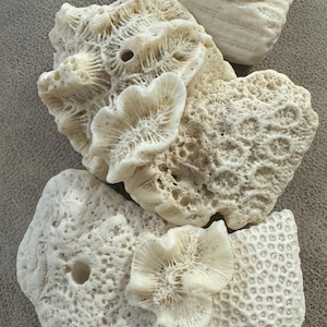 Rare Coral Fossil Reef Rocks 12 Pcs - Etsy
