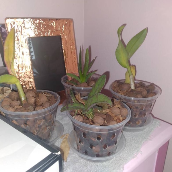 Mini Orchids - Rare - Perfect for Terrariums, Lonopsis, Mini Vandas ...