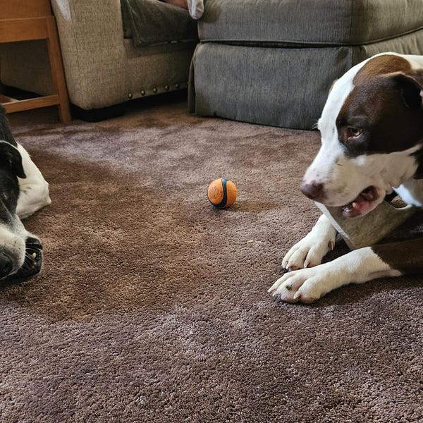 Split Moose Antler Base Dog Chew - Etsy