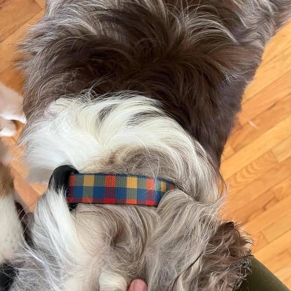 Green Chevron Dog Elite Bundle - Custom Dog Collar, Leash and Harness ...