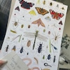 British Insects A4 Identification Chart, Wildlife Card, Bugs Poster ...