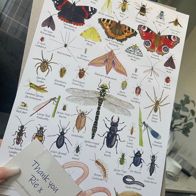 British Insects A4 Identification Chart, Wildlife Card, Bugs Poster ...