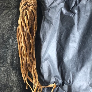 Master Root A Hoodoo Root That is the Master of Them All this is NOT ...