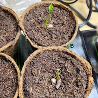 RARE Bonsai Dwarf LEMON Fruit 5 SEEDS very Juicy, Can Grow Indoors in a ...