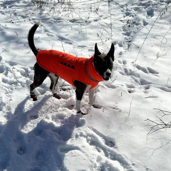 Comfortable Full Body Dog Suit, Overall for Dogs, Waterproof ...