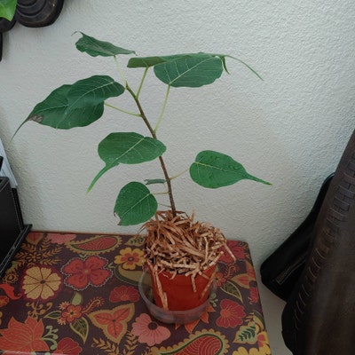 Bodhi Tree 4'' From California Tropicals - Etsy