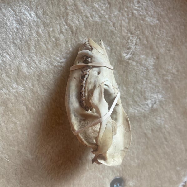 Freeze Dried Yak Feet (for One) - Taxidermy Yak, Deer Antlers ...