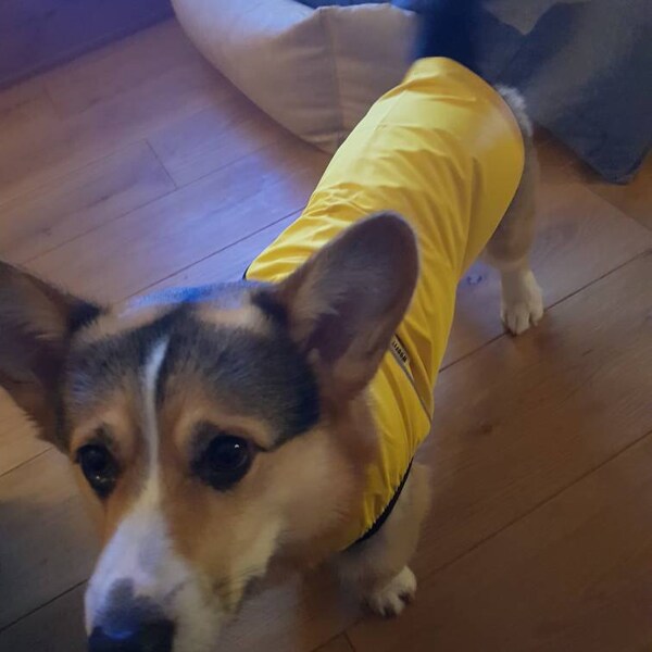 Pet Clothing - Dog Jacket - Light Rain Jacket - Rain Jacket for Dog ...
