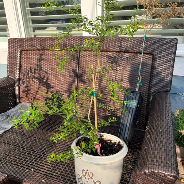 Finger Lime Tree , 1/2 Gallon Pot - Microcitrus Australasica in Half ...