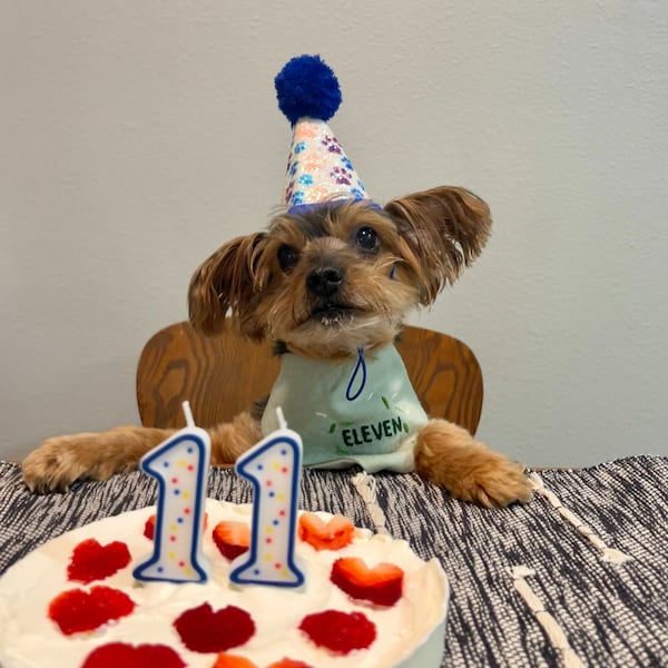 Personalized Dog Bandana Birthday Girl Bandanna for 1st Birthday ...