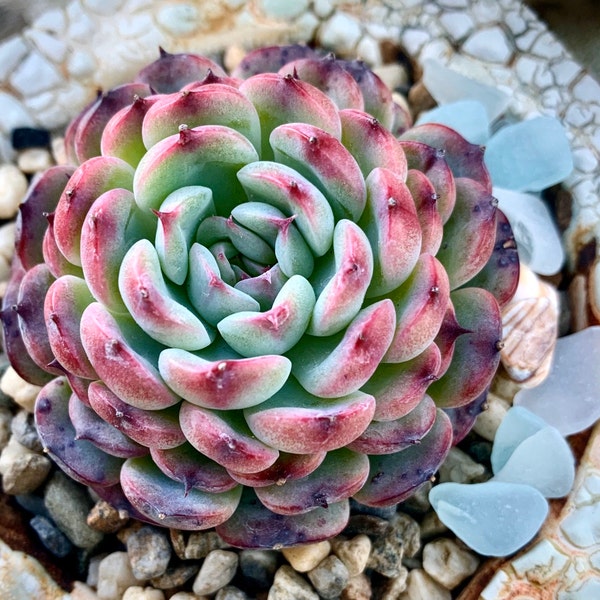 Sea Shells Bulk 50-150 Set Raw Genuine Seashell Spiral Innards Jewelry ...