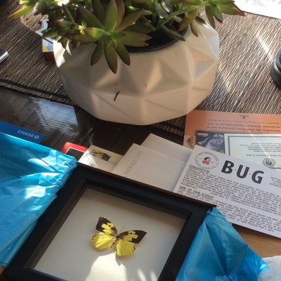 California State Butterfly Dogface Zerene Eurydice 6x6 Shadowbox ...