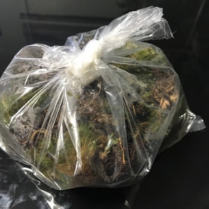 Snake Pod Laranja Nut is the Fruit of the Buriti Palm Buriti Fruit Skin ...