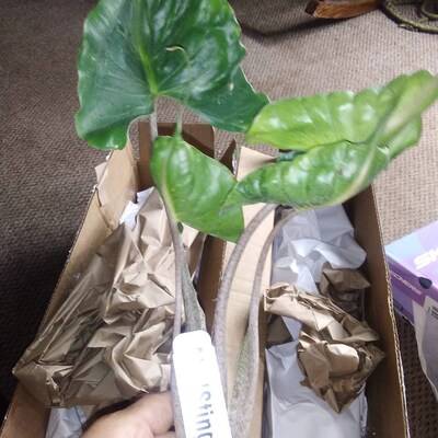 Canna Maui Punch PP23931 - Etsy