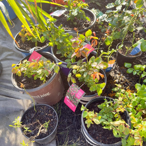 FIREBUSH Firefly Dwarf Scarlet Red Shrub Live Plant Orange Yellow ...