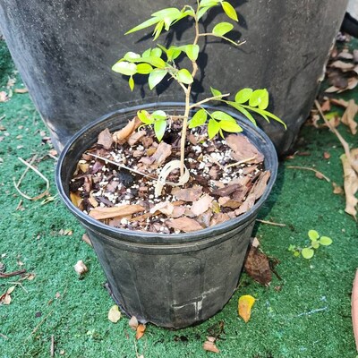 Cinnamon Apple pouteria Hypoglauca/glomerata Plant in 1 Gallon Nursery ...