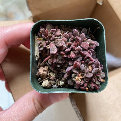 Peperomia ruby Cascade Trailing Succulent, Indoor Plant - Etsy