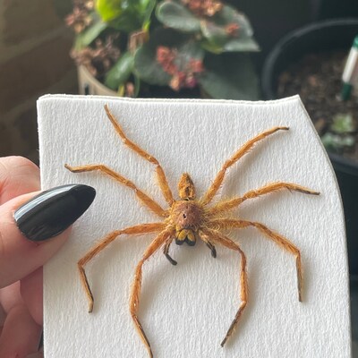 A Very Nice Orange Huntsman Spider From Malaysia Heteropoda Davidbowie ...