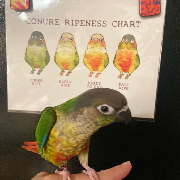 Conure Ripeness Chart Poster - Etsy