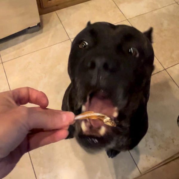 Ruff Food Real Meat Food Freeze Dried Meals for Dogs. Adventure Real ...