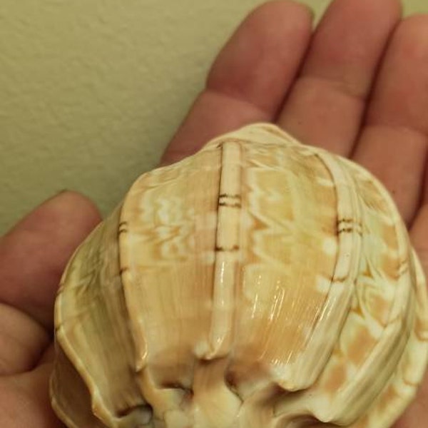 100% Natural REAL 2.5-4" Major Harp Sea Shell Display Specimen ...