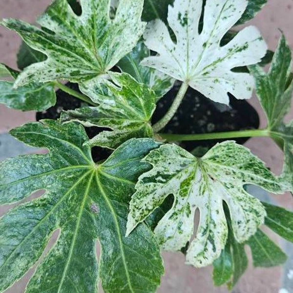 Fatsia Japonica 'spider’s Web' | Variegated Japanese Aralia, Unique ...