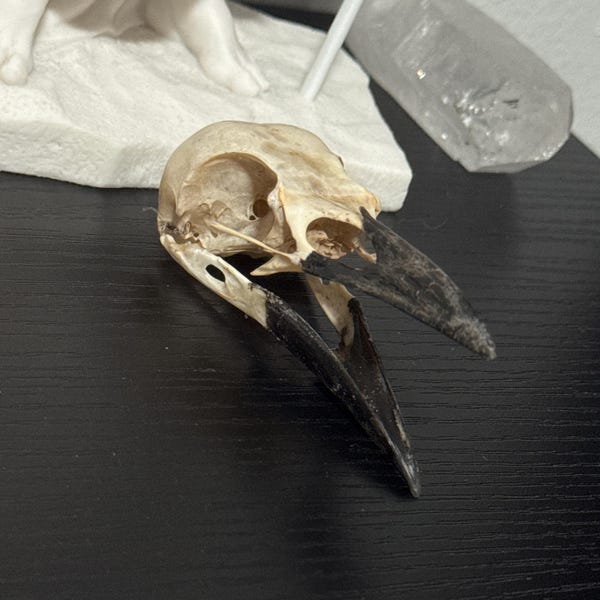 Real Crow Skull Wings Tail Feet Real Natural Carrion Rook Feathers ...