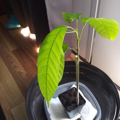 FORASTERO Theobroma Cacao Cocoa Chocolate Fruit Tropical Tree Potted ...