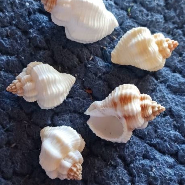 Astraea Calcar Shells, Spurred Turban Shells (1/2 -1") | 10 Pieces - Etsy
