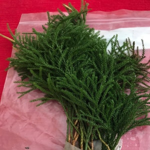 Princess Pine, Sustainably Harvested, Native Plant, Terrariums, Fairy ...