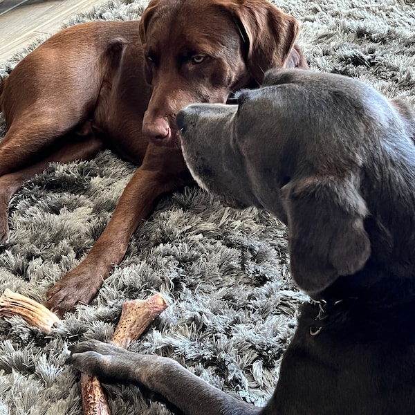 Xx-large Thick Jumbo Deer Antler Dog Chew Organic Antlers for Large ...